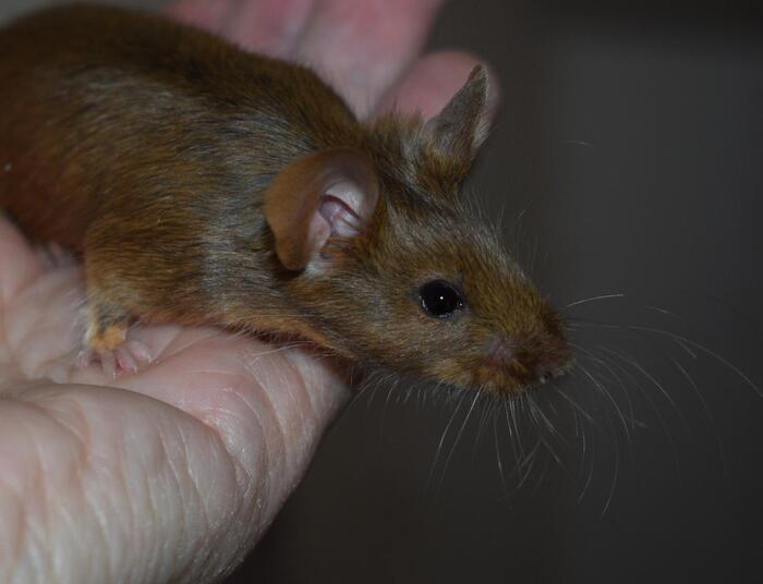 Domesticering :: bjrndalns